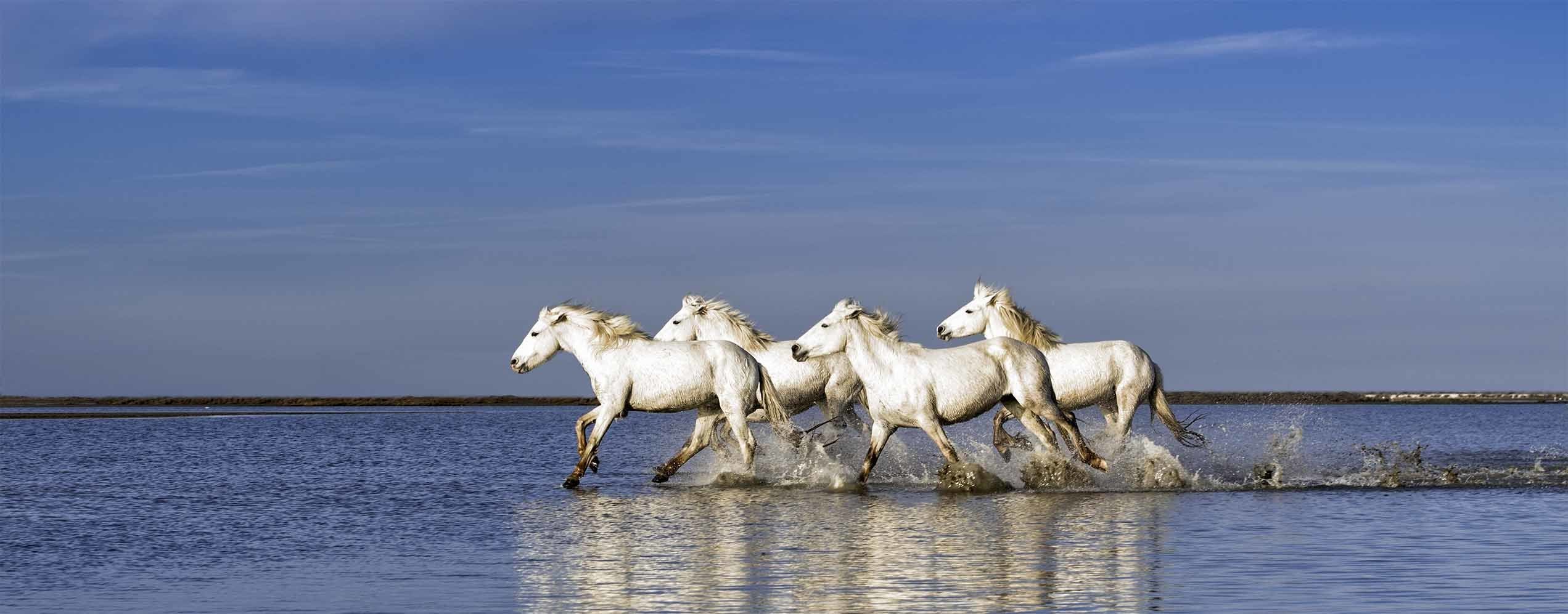Ultimate Camargue - Create Away